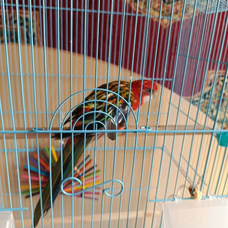 Попугай корелла самец