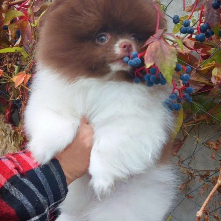 Чудо -расчудесное