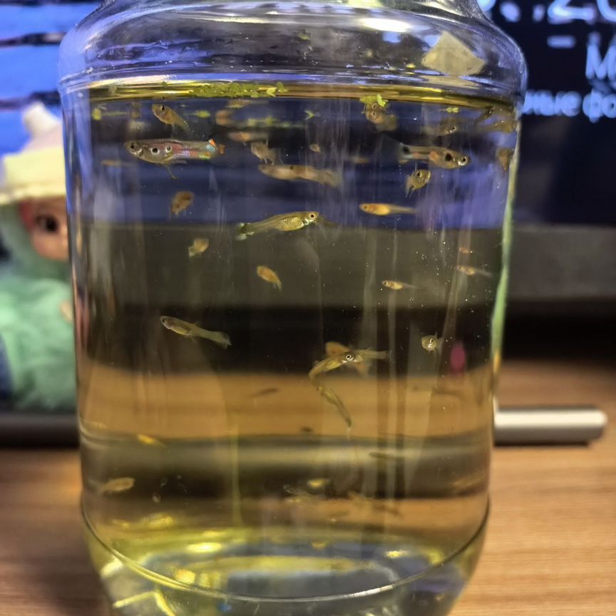 Аквариумные рыбки гуппи