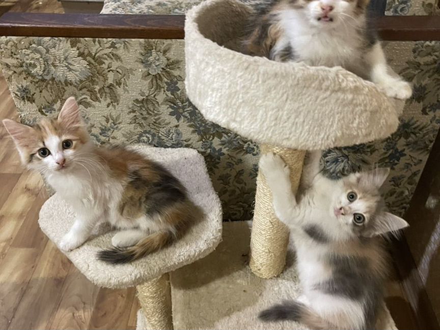 Чудесные пушистые котятки в добрые ручки