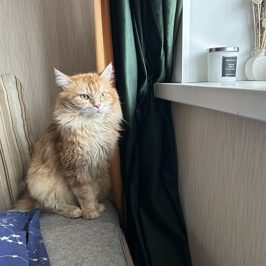 Шикарный рыжий кот