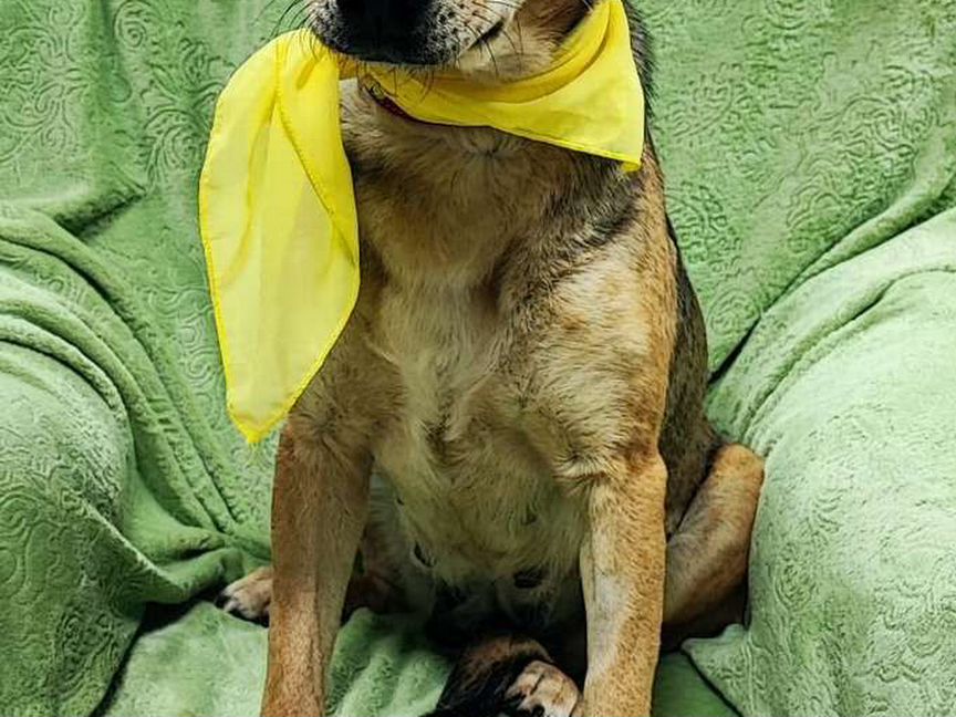 Милая собачка Анфиса в дар