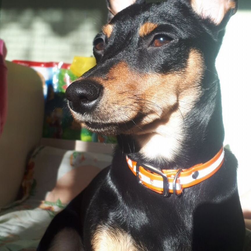 Домашние животные собаки маленькие