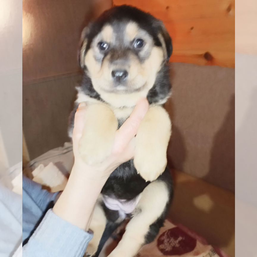 Банхар, щенок