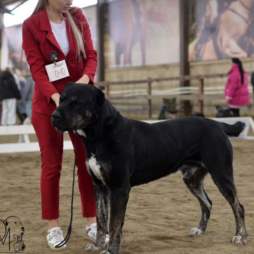 Среднеазиатская овчарка, взрослая собака