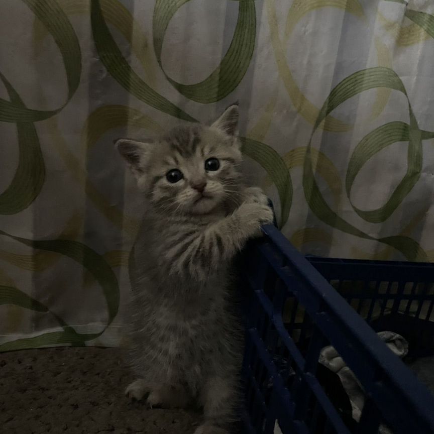 Котейка Левушка