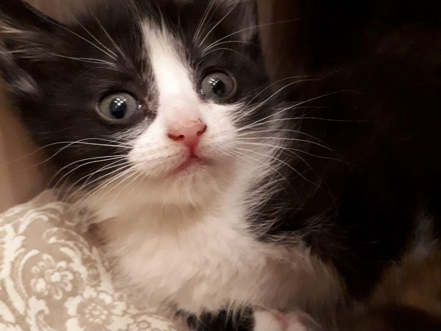 Котята в добрые руки