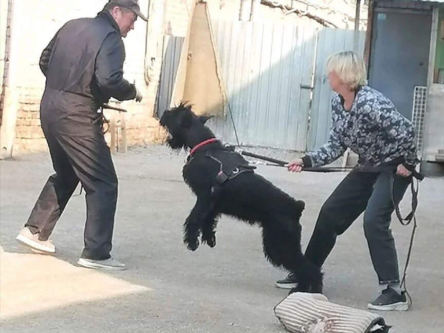 Продам собаку