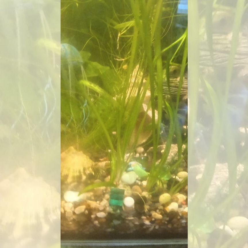 Растения для аквариума прополка