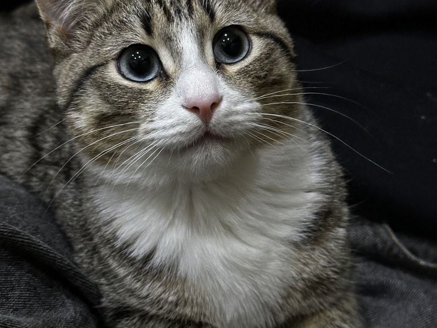 Милый котик 3