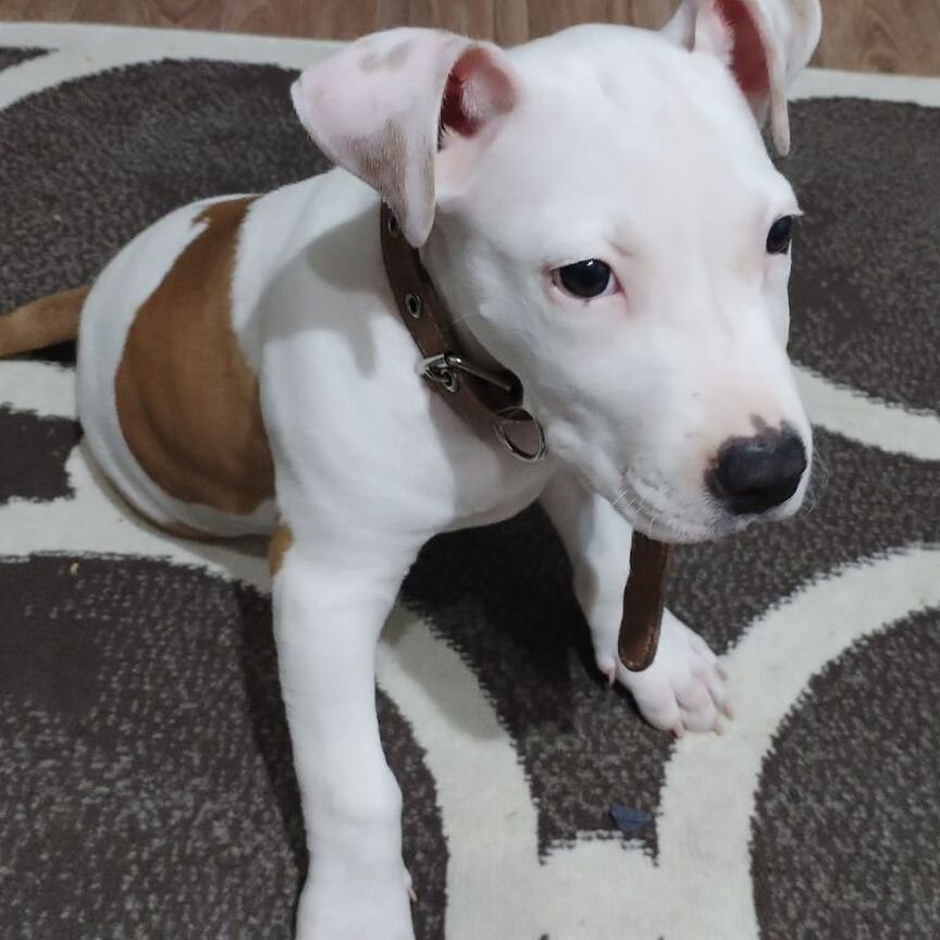 Американский стаффордширский терьер, щенок