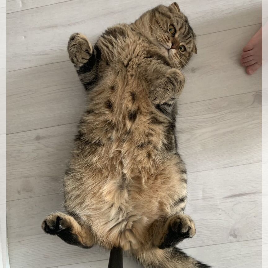 Шотландский вислоухий короткошёрстный кот, взрослый