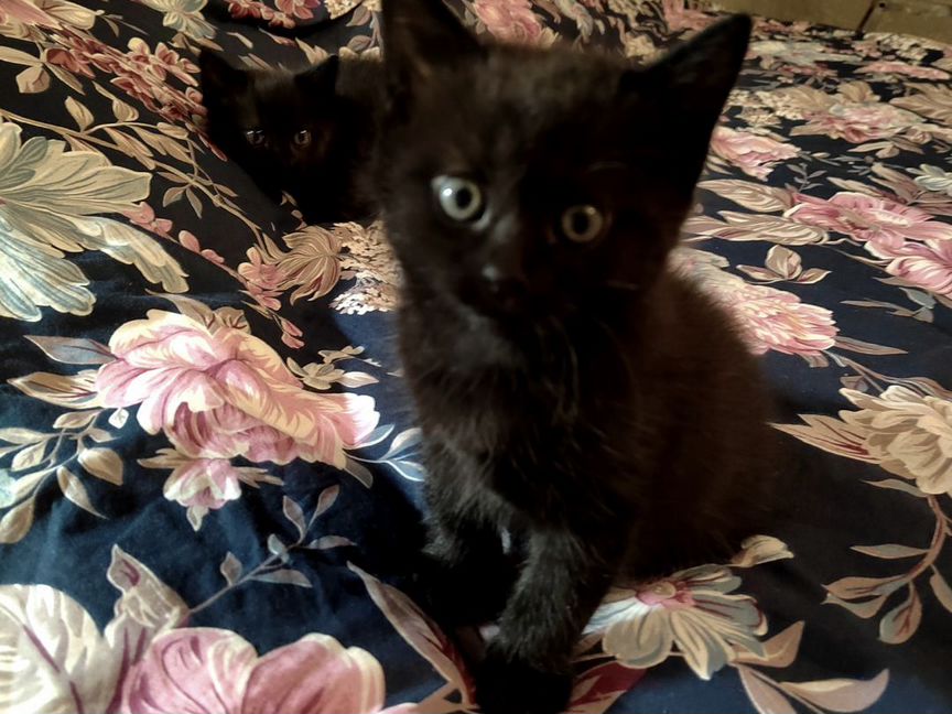 Кошка