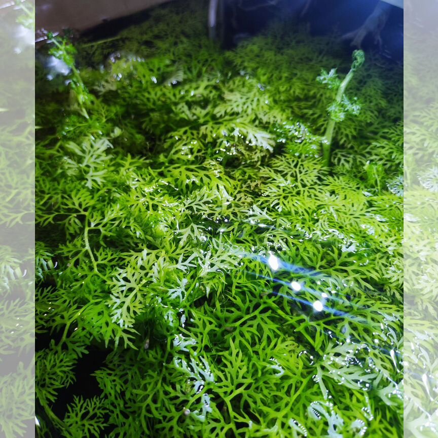 Индийский папоротник, растение для аквариума