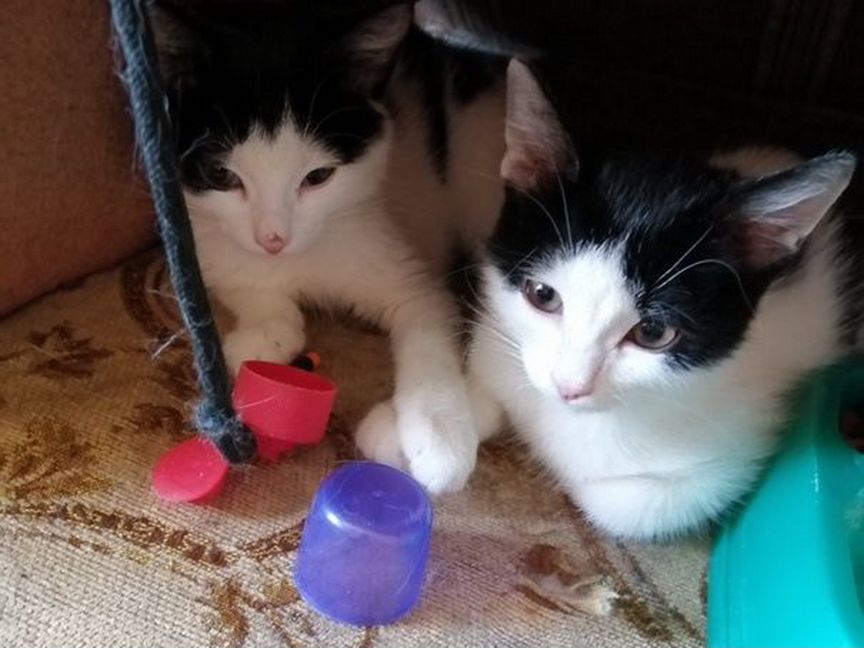 Мия и Майя - близняшки