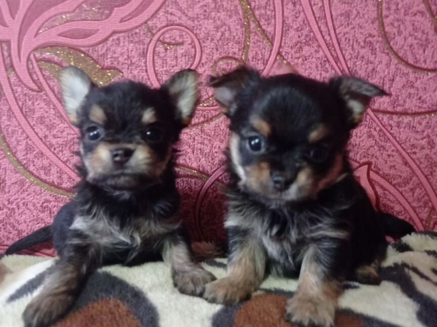 Йоркширский терьер щенки