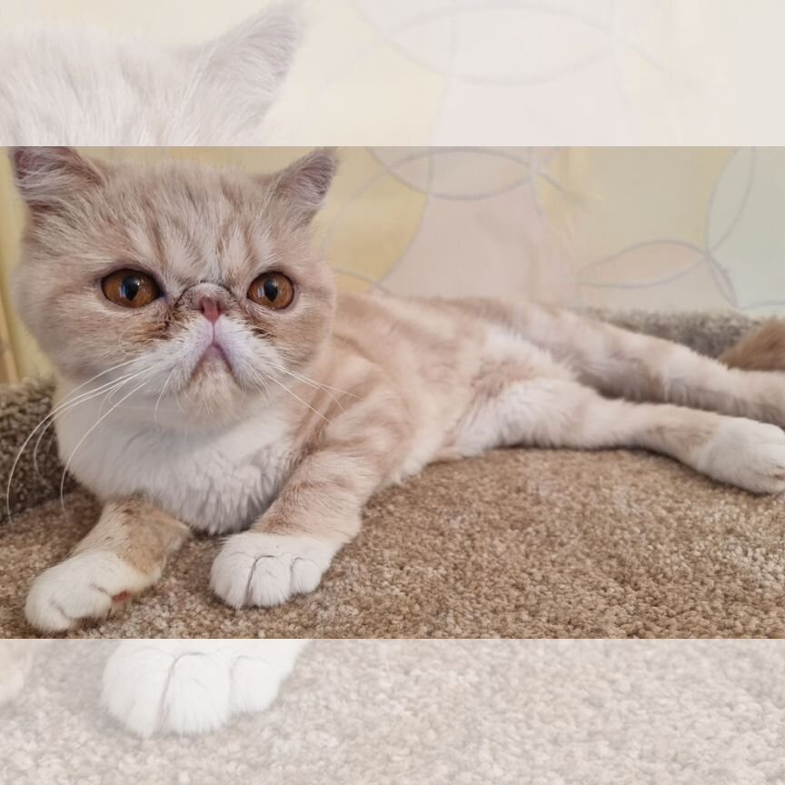 Экотическая кремовая с рисунком девочка