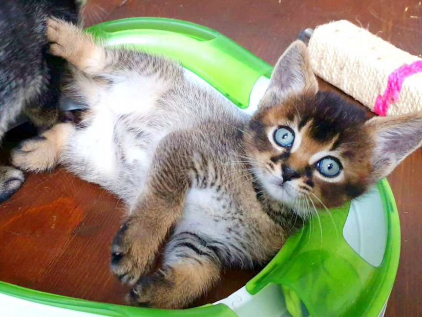 Абиссинские Котята. Чаузи F3