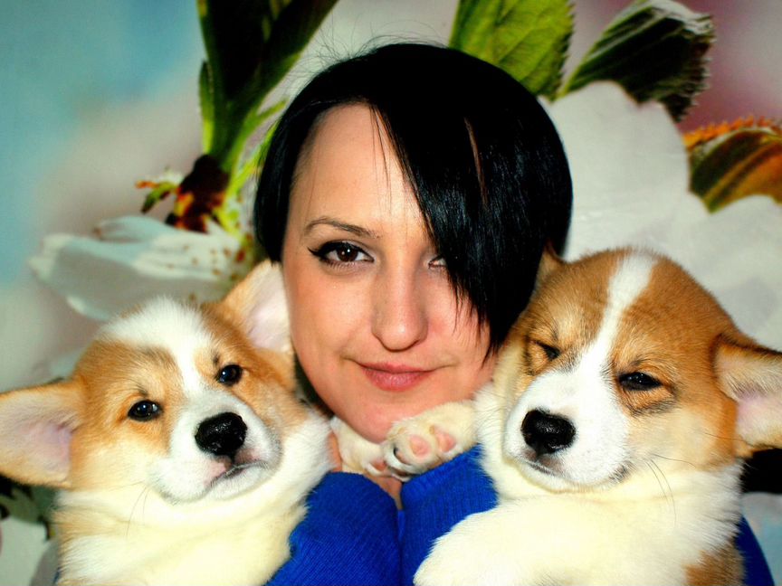 Вельш-корги пемброк из питомника