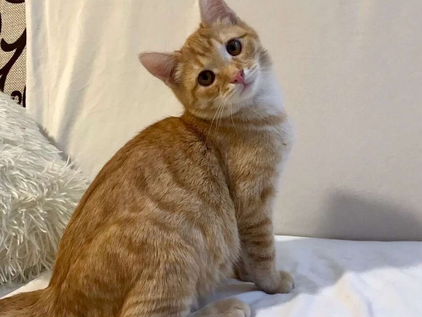 Рыжий котенок