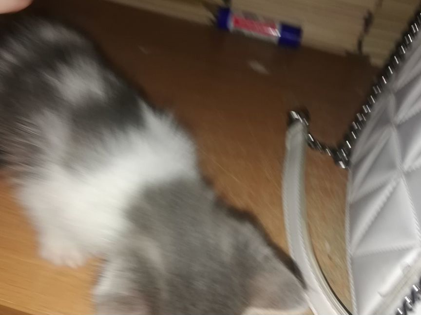 Котята отдам в добрые руки бесплатно