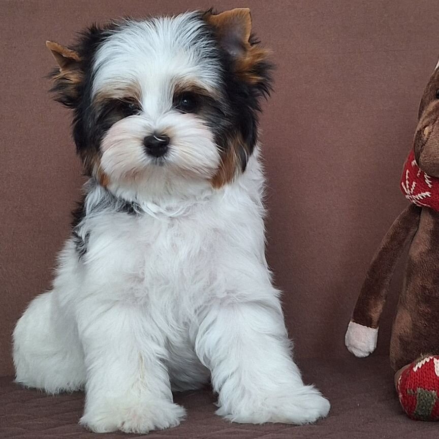 Бивер-йоркширский терьер, щенок