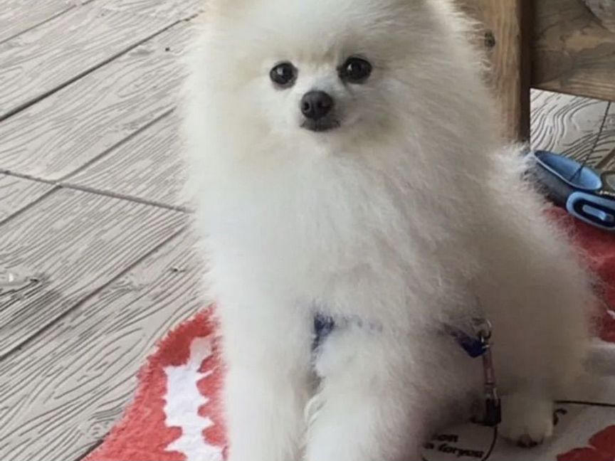 Померанский шпиц вязка