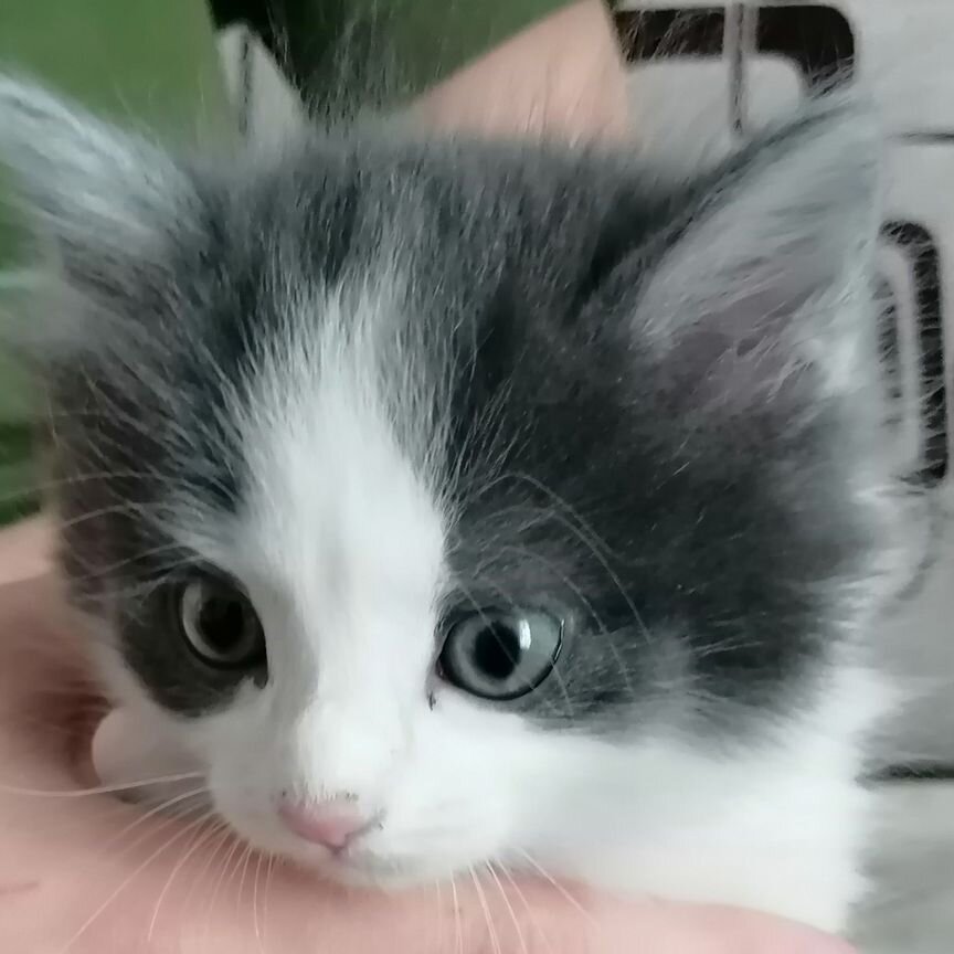 Котята в добрые руки бесплатно девочка