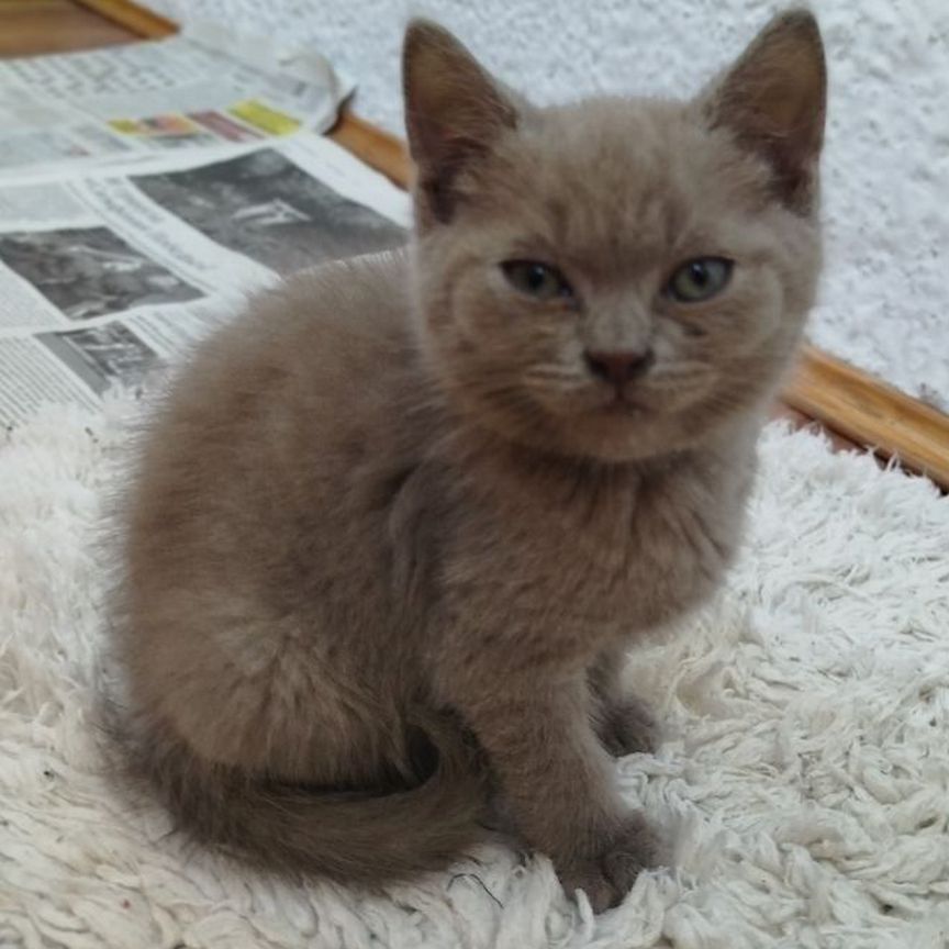 Шотландский прямоухий длинношёрстный котёнок