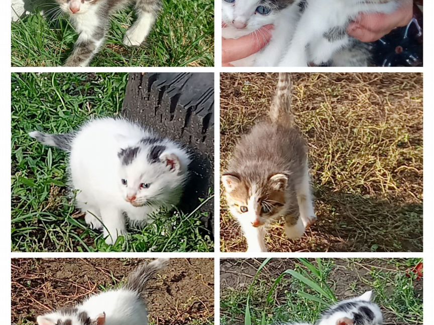 Котята в добрые руки