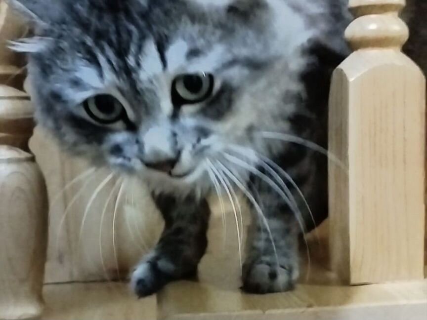 Котейкин просится в дом