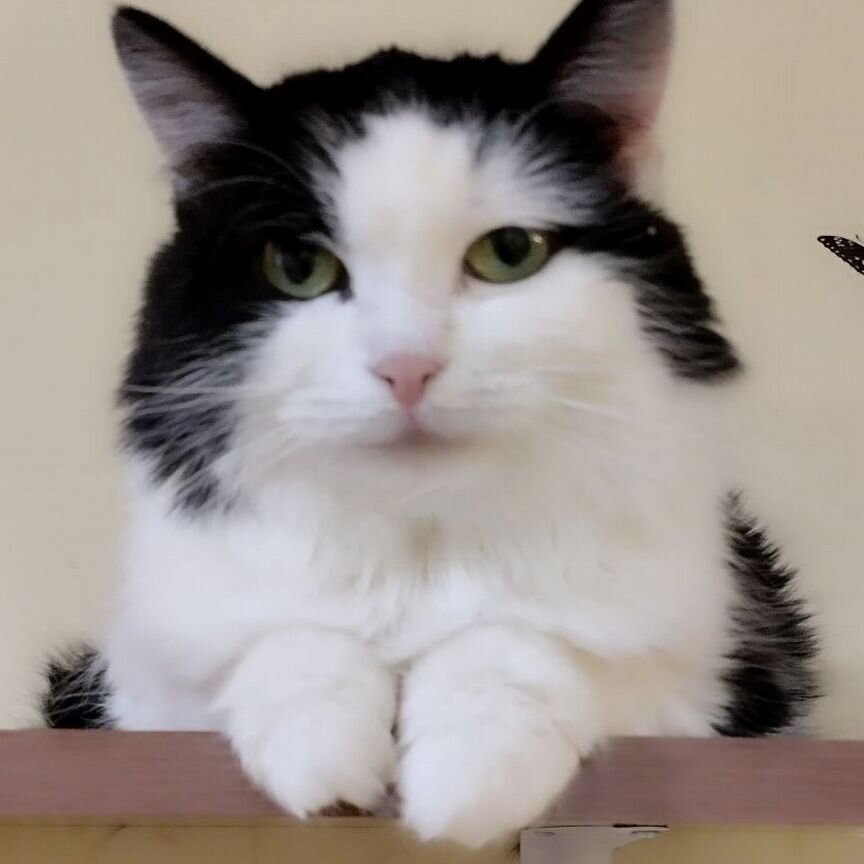 Кошка Маруся ищет дом