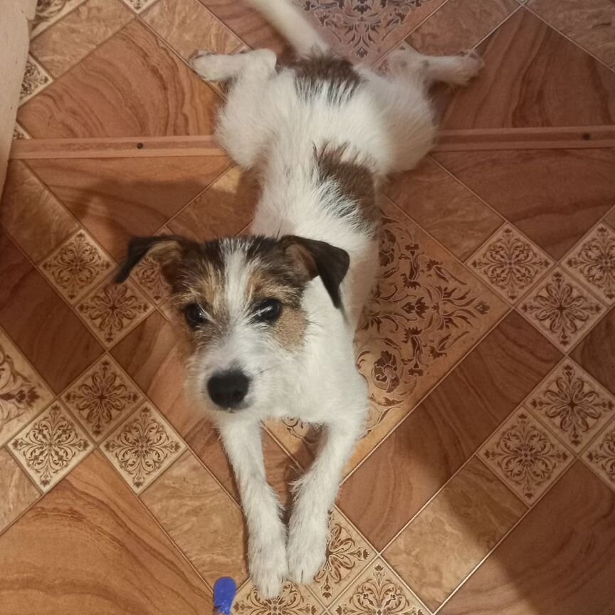 Джек рассел терьер