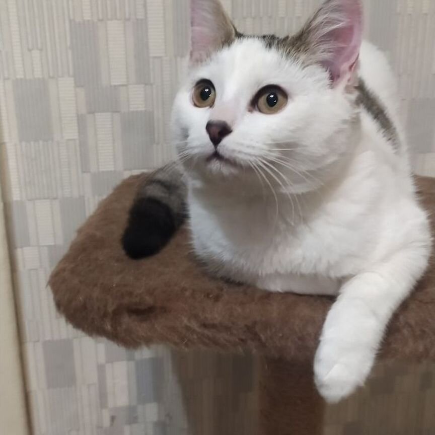 Кошечка