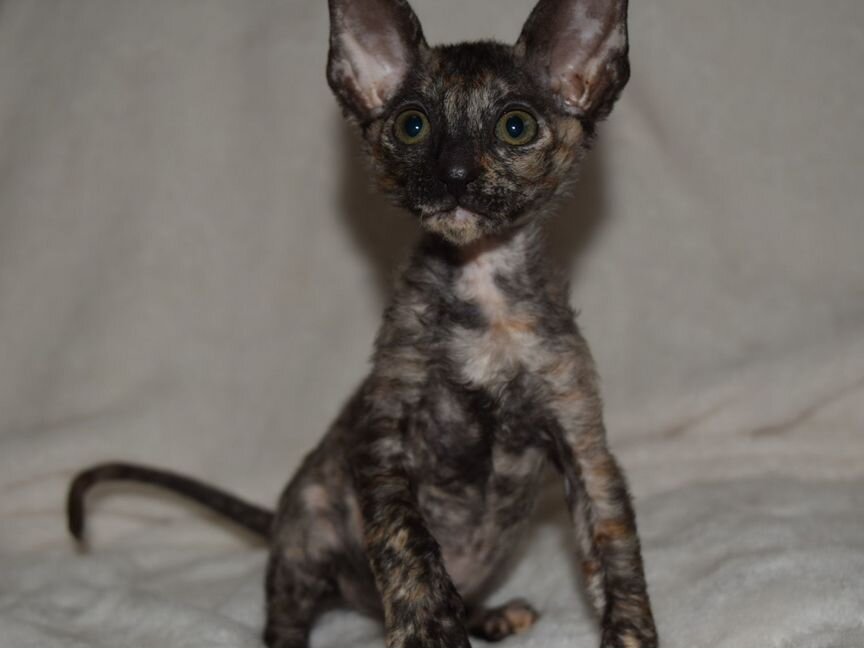 Котята корниш-рекс