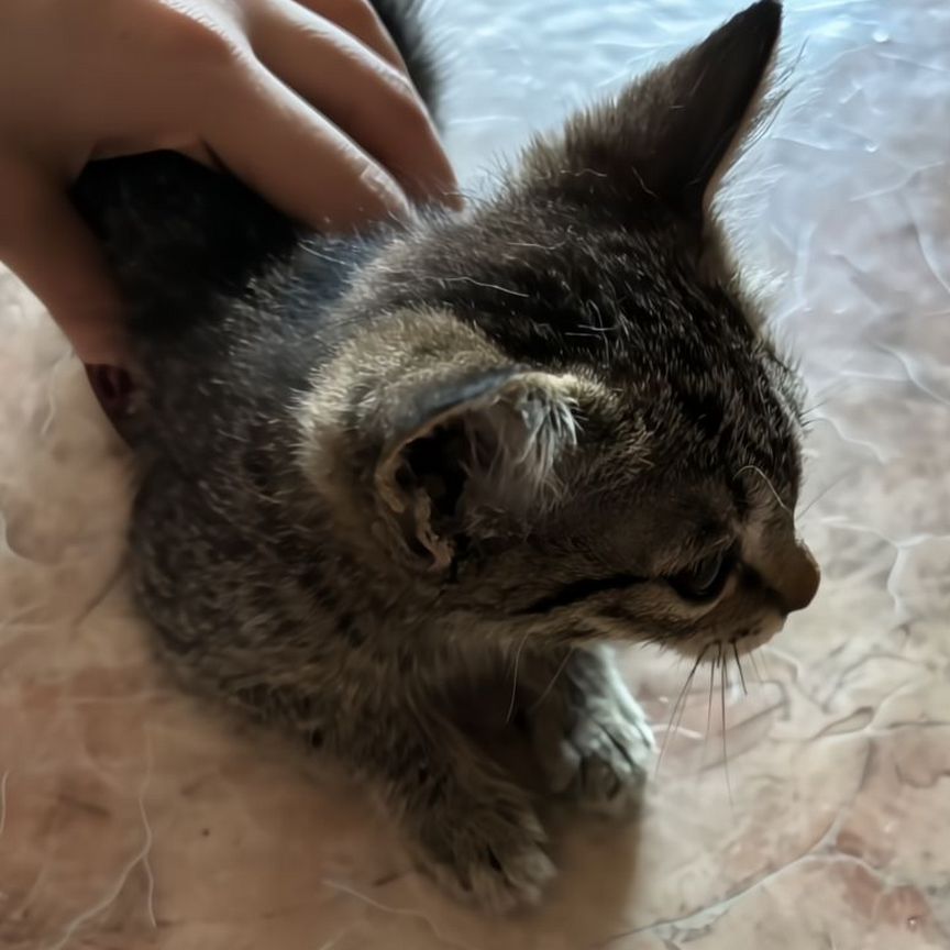 Котёнок в добрые руки