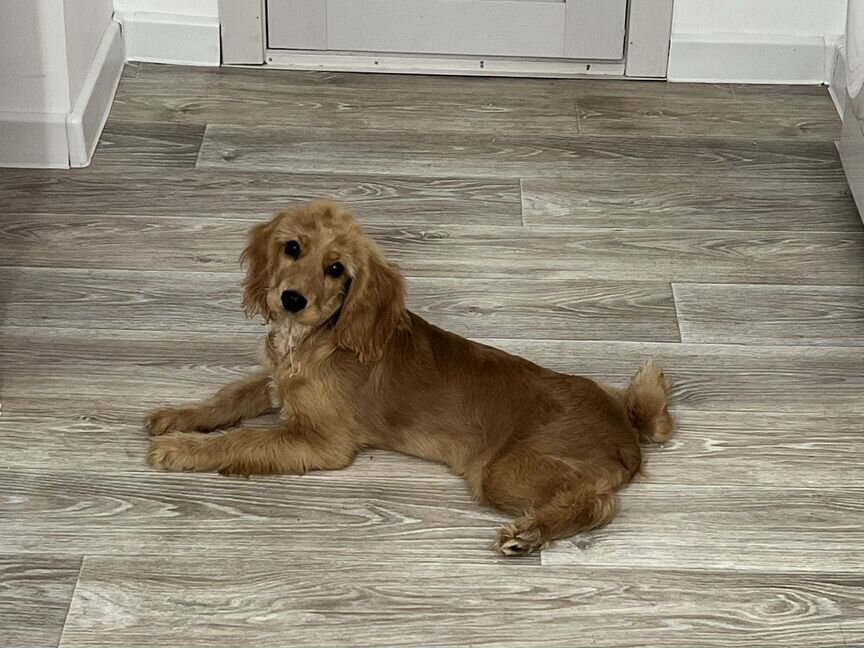 Кокер спаниель