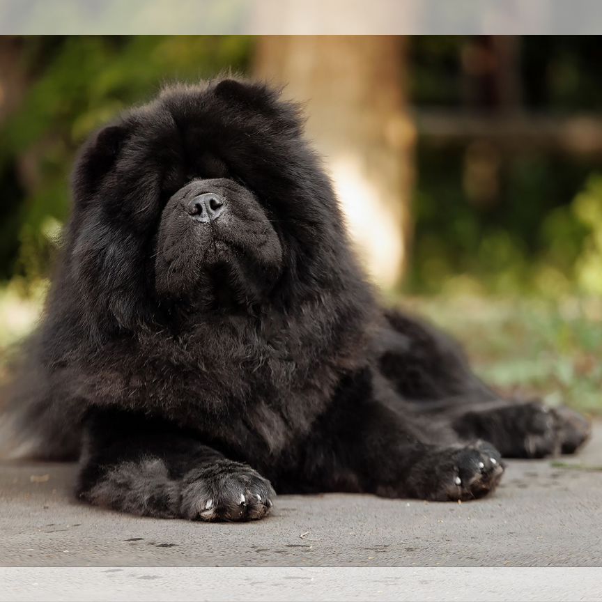 Чау-чау, взрослый пёс