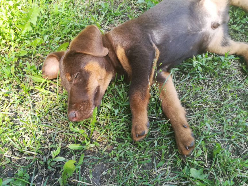 Щенки ягдтерьер