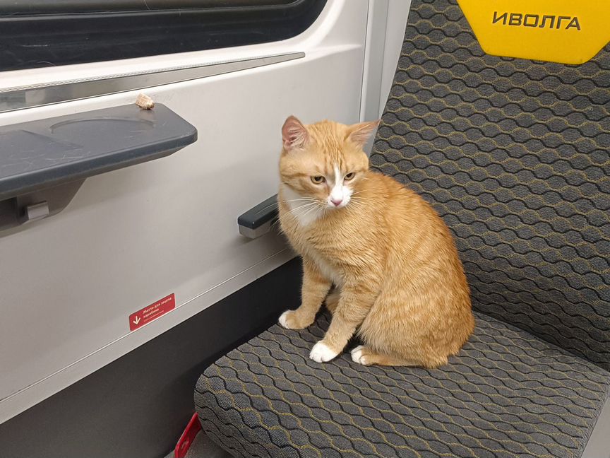 Рыжий котик катается мцд Раменское