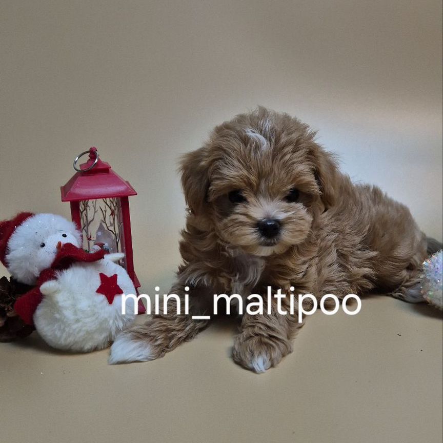 Мини мальтипу ф1