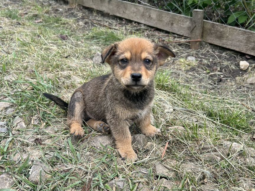 Щенки в добрые руки