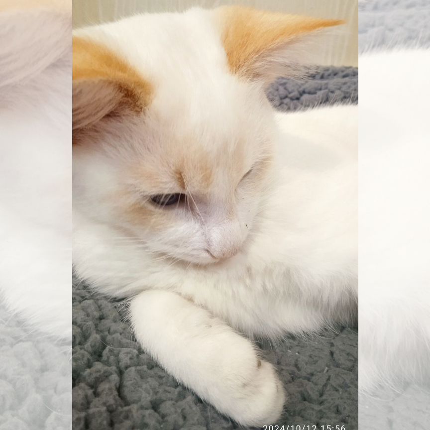 Котята в добрые руки бесплатно мальчик