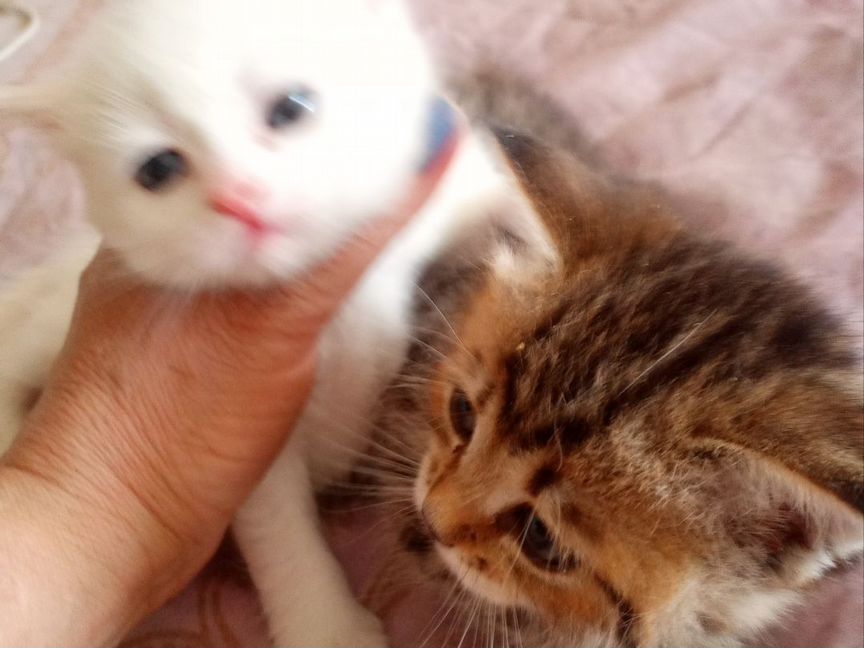 Шотландкая шиншилла