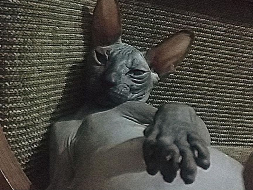 Кошка сфинкс бесплатно