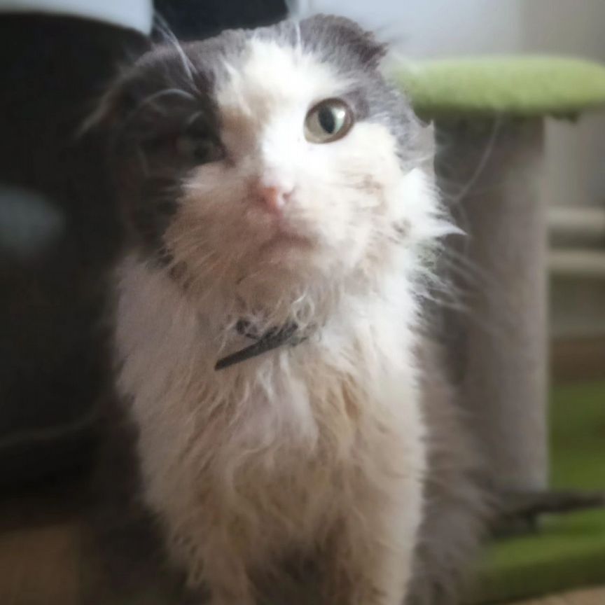 Заберите кота с котохосписа