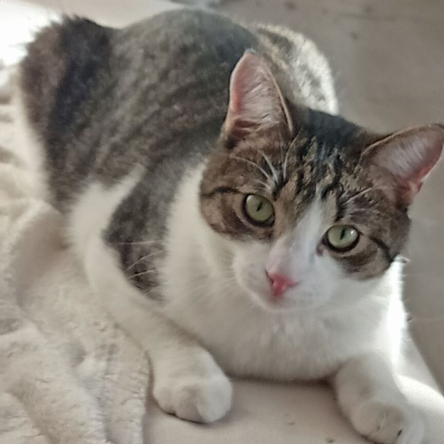 Котик в добрые руки