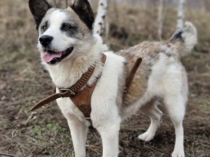 Очаровательный мальчик ищет дом