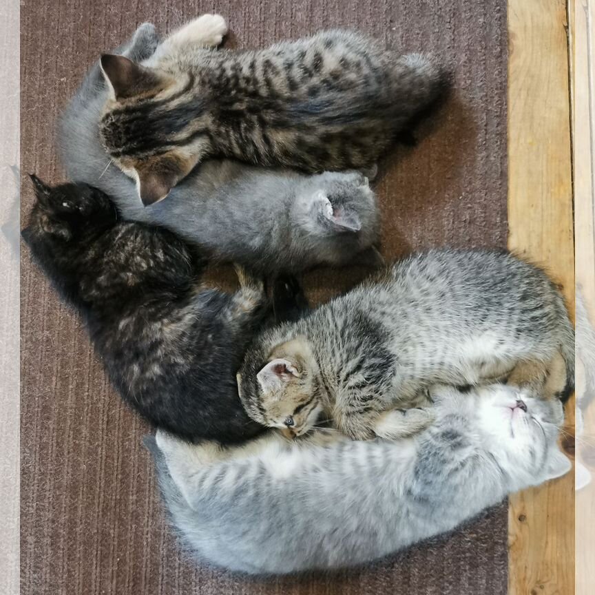 Котята