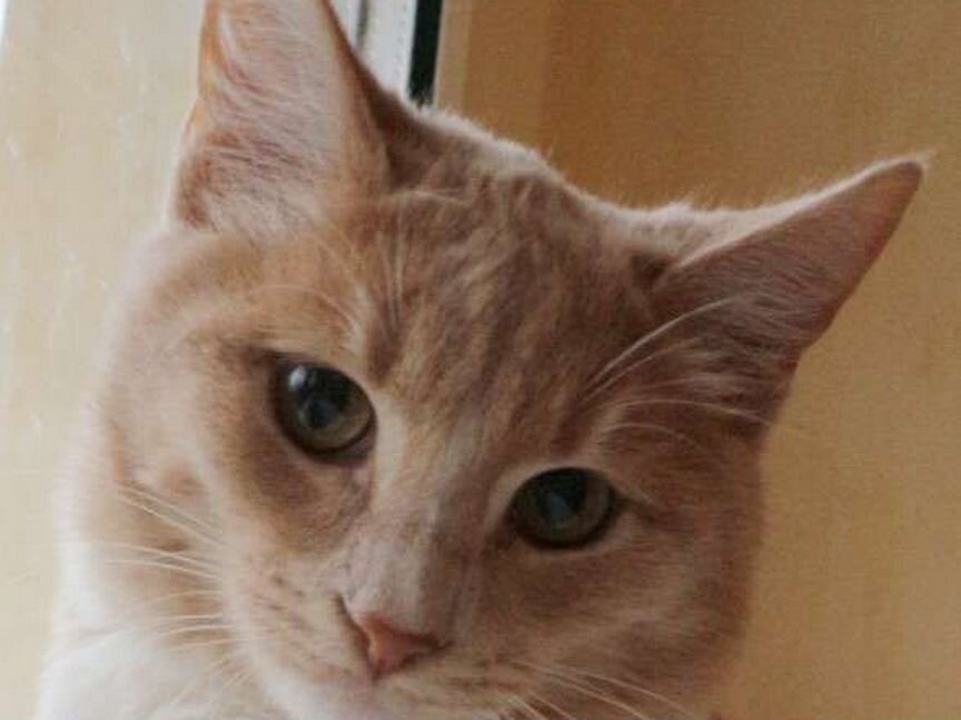 Солнечный котенок-подросток., 6 месяцев